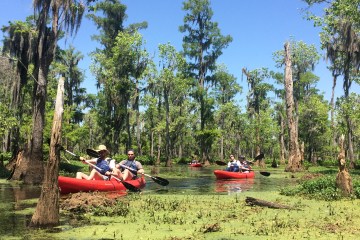 Manchac Swamp Kayak Tour Mystic Wildlife | New Orleans Kayak Swamp Tours