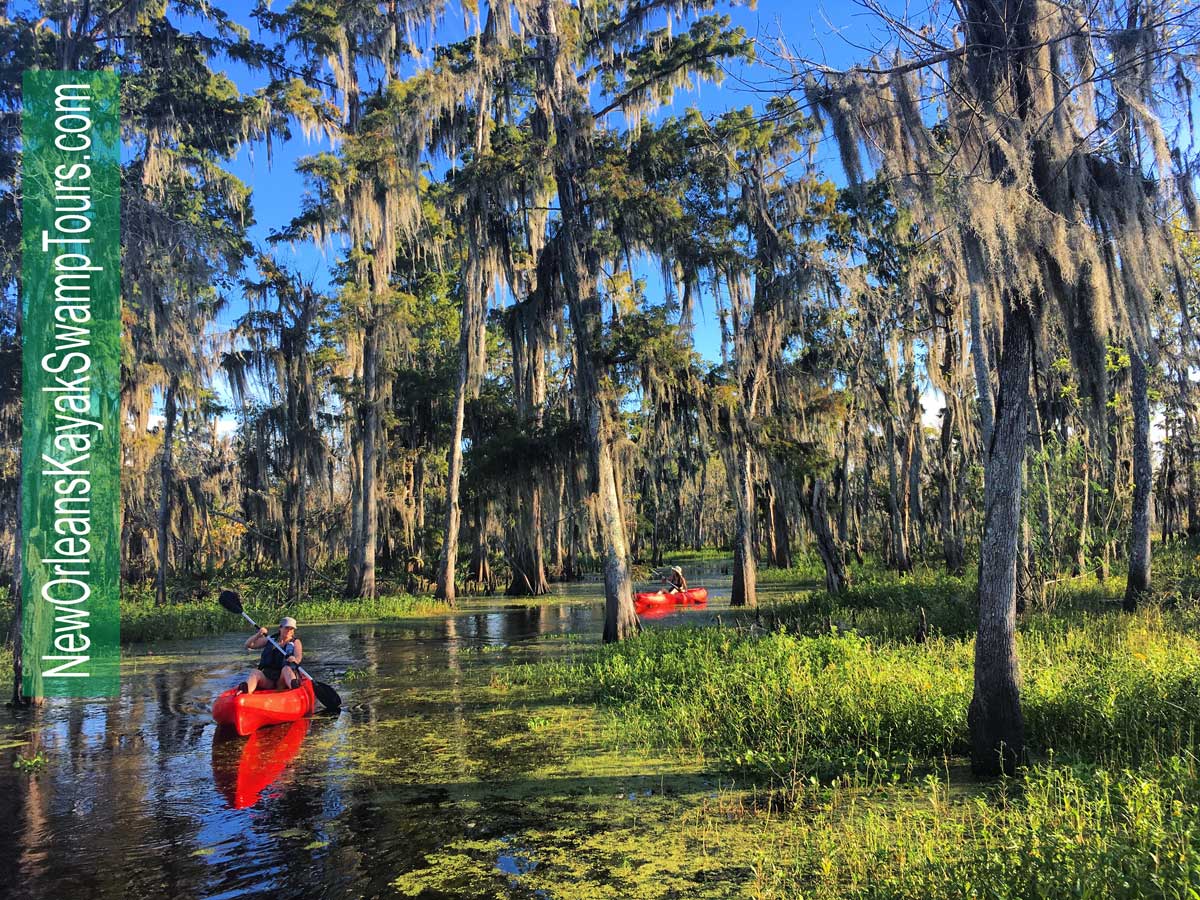 Manchac Swamp Kayak Tour Mystic Wildlife | New Orleans Kayak Swamp Tours