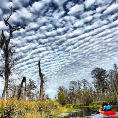 Which New Orleans swamp tours are the best?