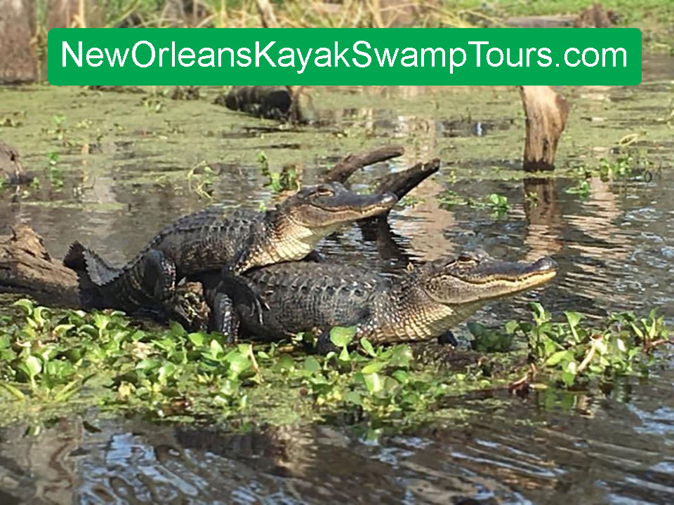What is the best eco-friendly Swamp Tour in New Orleans?