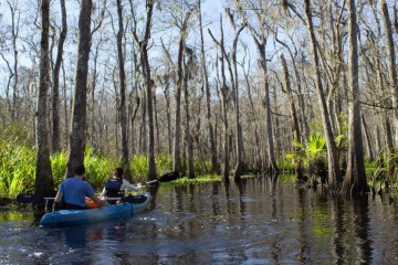 Manchac Swamp Kayak Tour Mystic Wildlife | New Orleans Kayak Swamp Tours