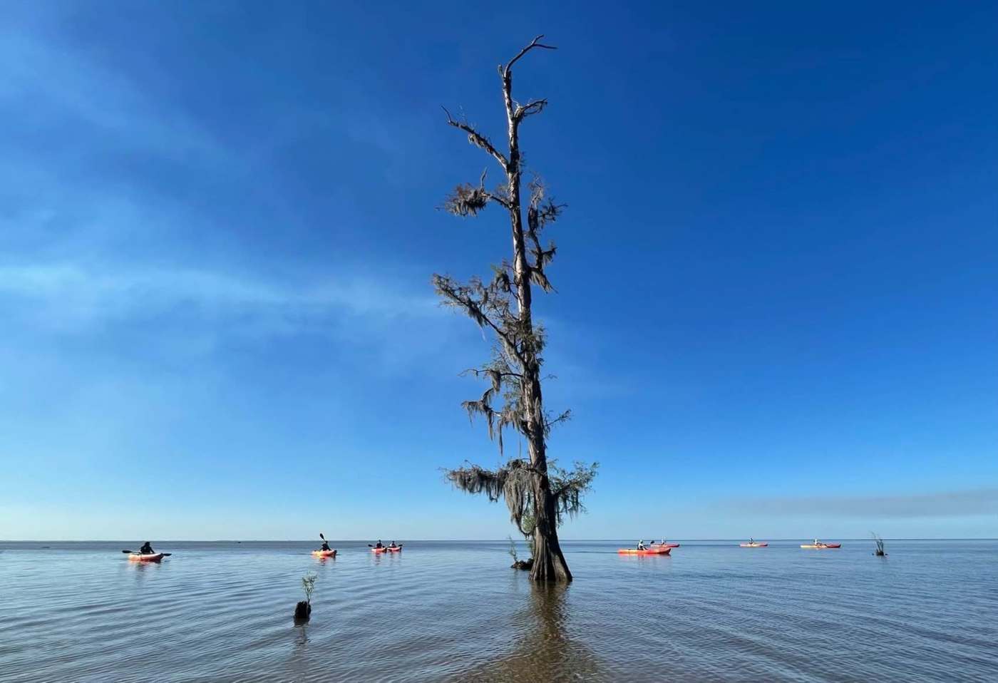 Louisiana’s Swamps: A Guide To Exploring The Bayou State’s Unique ...