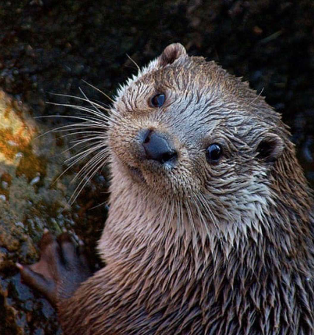Louisiana Swamp Animals