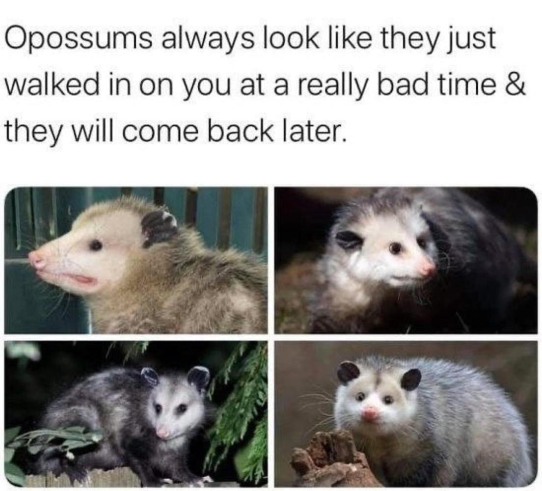 The Opossum: Unsung Hero Of The New Orleans Swamp | New Orleans Kayak ...